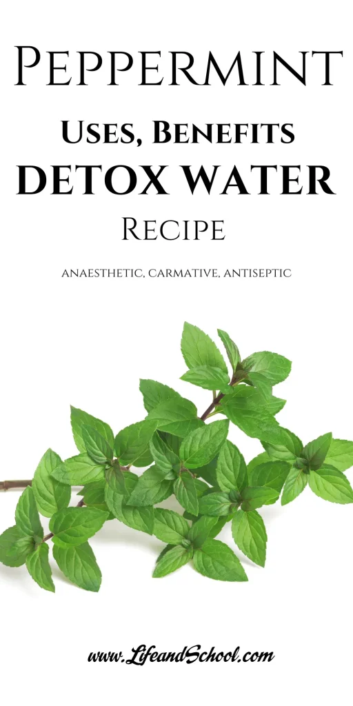 Peppermint - Uses, Health Benefits and Detox Water Recipe ...