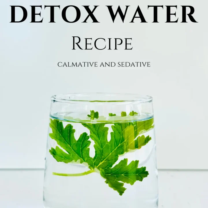 Rose Geranium (Pelargonium graveolens) Benefits, Uses, and A Detox ...