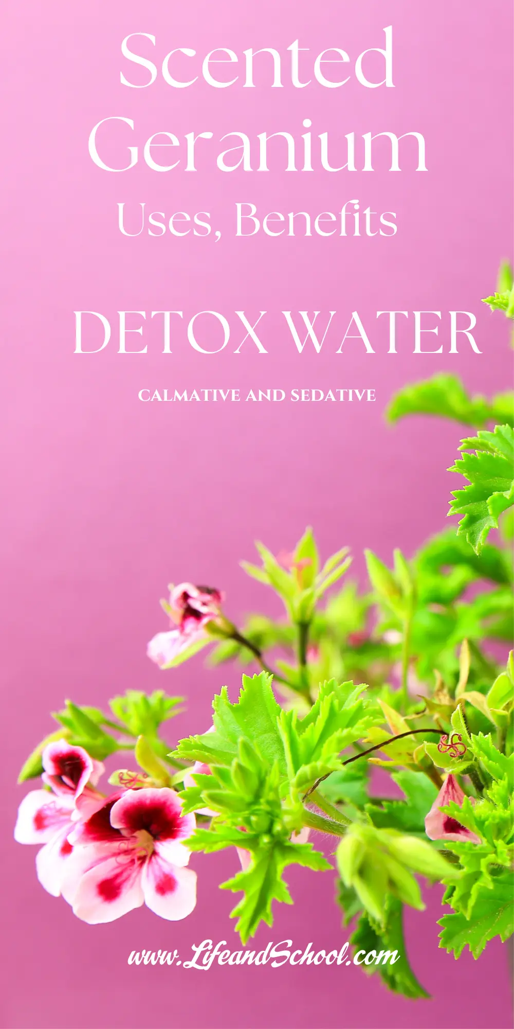 Rose Geranium (Pelargonium graveolens) Benefits, Uses, and A Detox ...